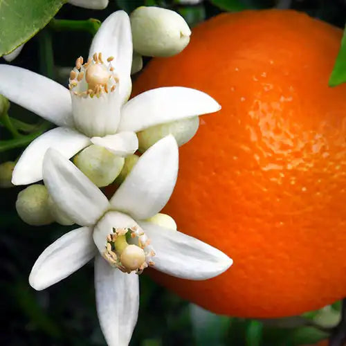 Citrus Bloom-Fragrance Oil – MyFereVitae